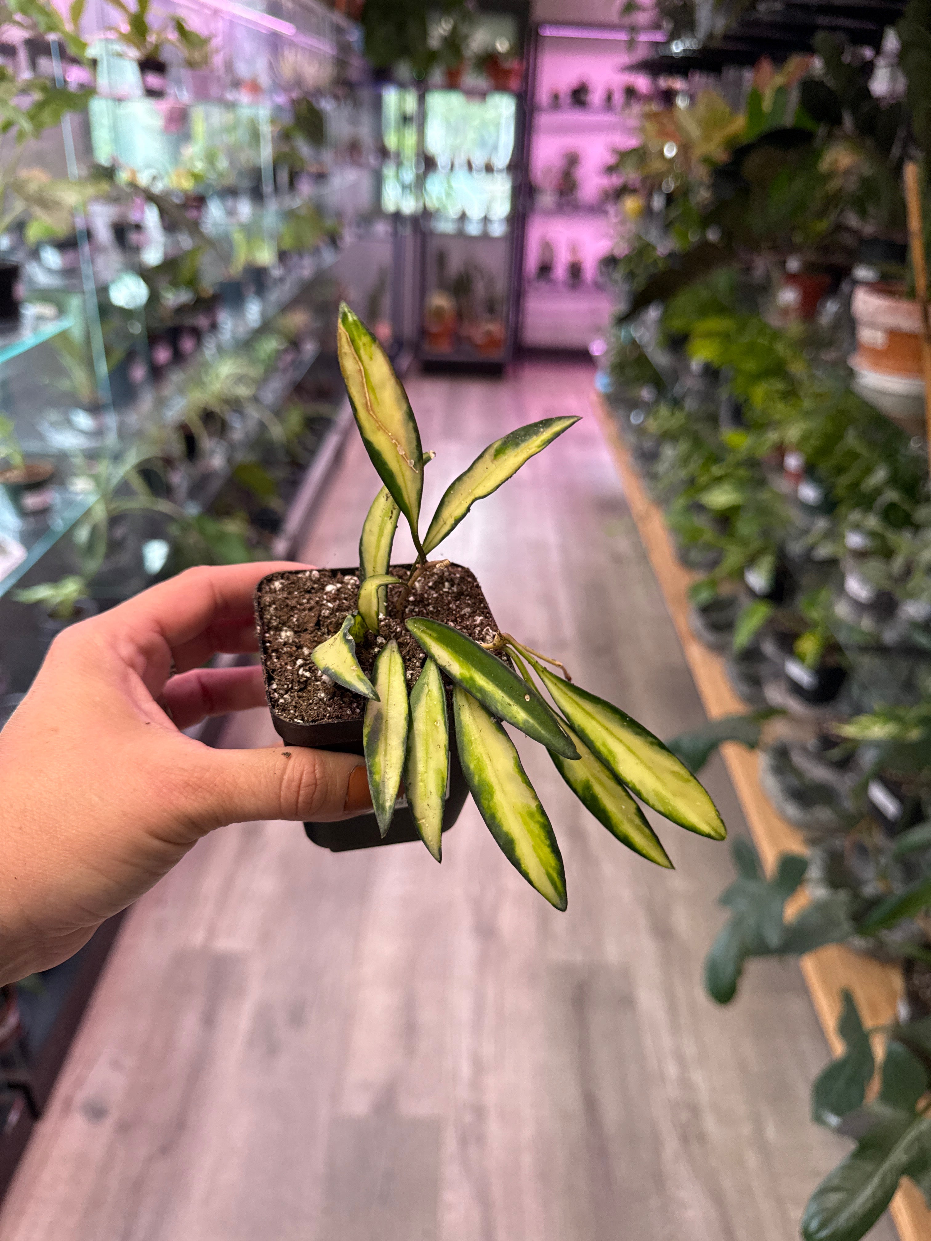 Hoya Wayetti 'Variegated' (#250787331) – Zen Botanicals & Gift Shop