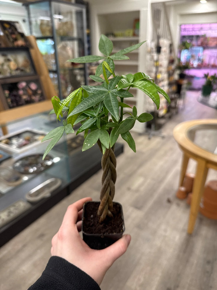 Pachira aquatica 'Money Tree' (#431468606453) – Zen Botanicals & Gift Shop